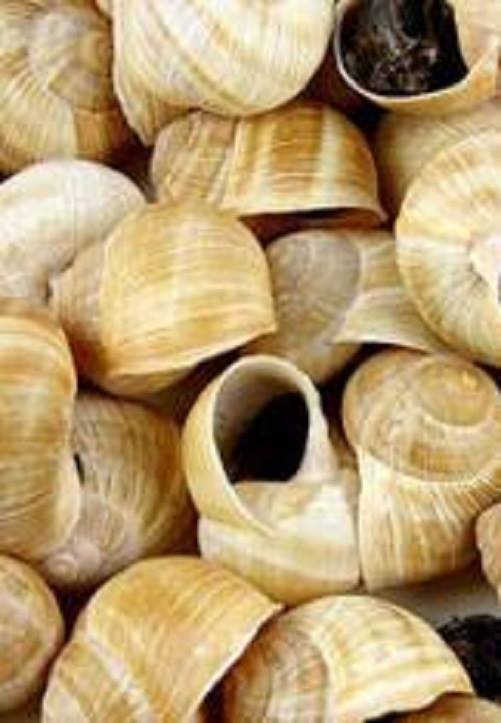 Šnečí ulity – Potvor - pomáhat tvořit